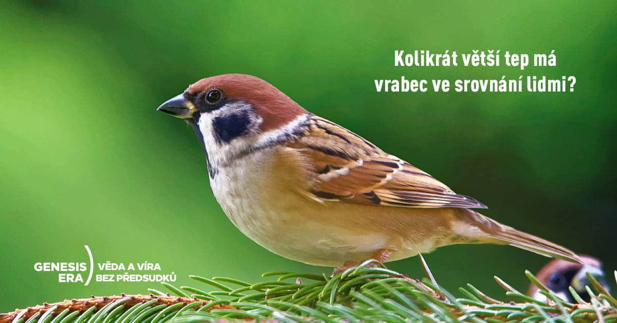 Zdání může klamat! (Vrabec polní) - Genesis Era